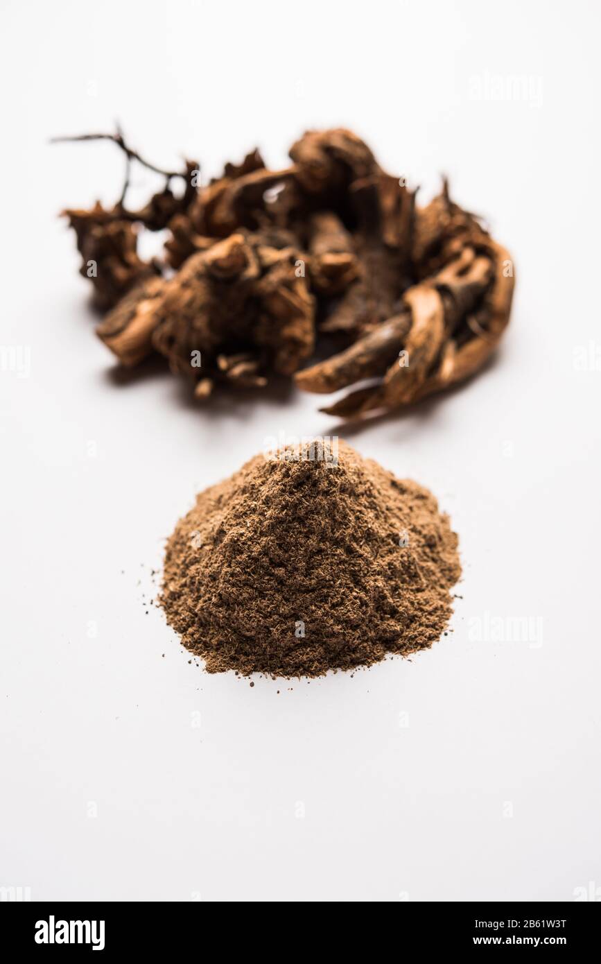 Ayurvedic Chitrak or Sheetraj roots also known as Plumbago zeylanica ...