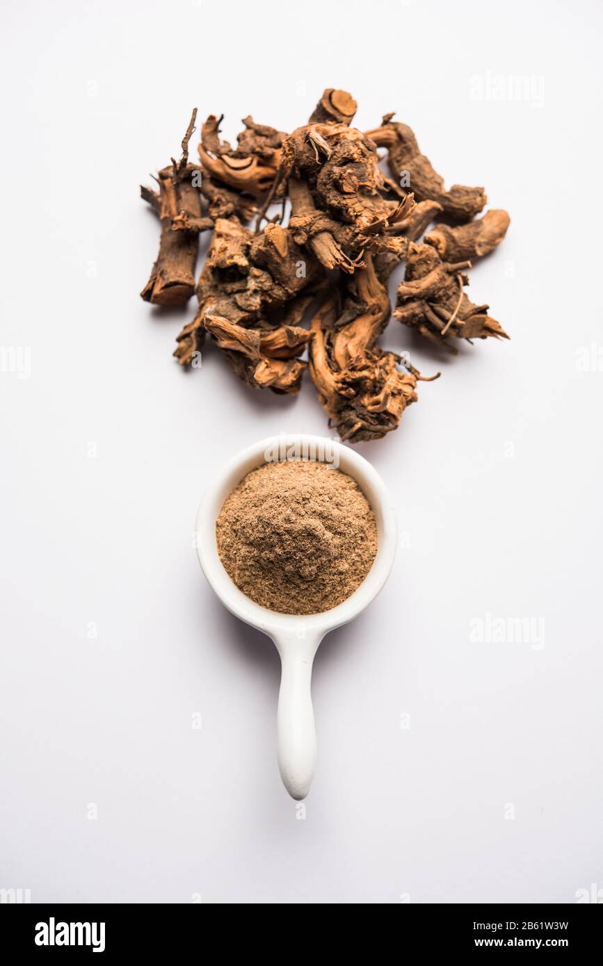 Ayurvedic Chitrak or Sheetraj roots also known as Plumbago zeylanica ...