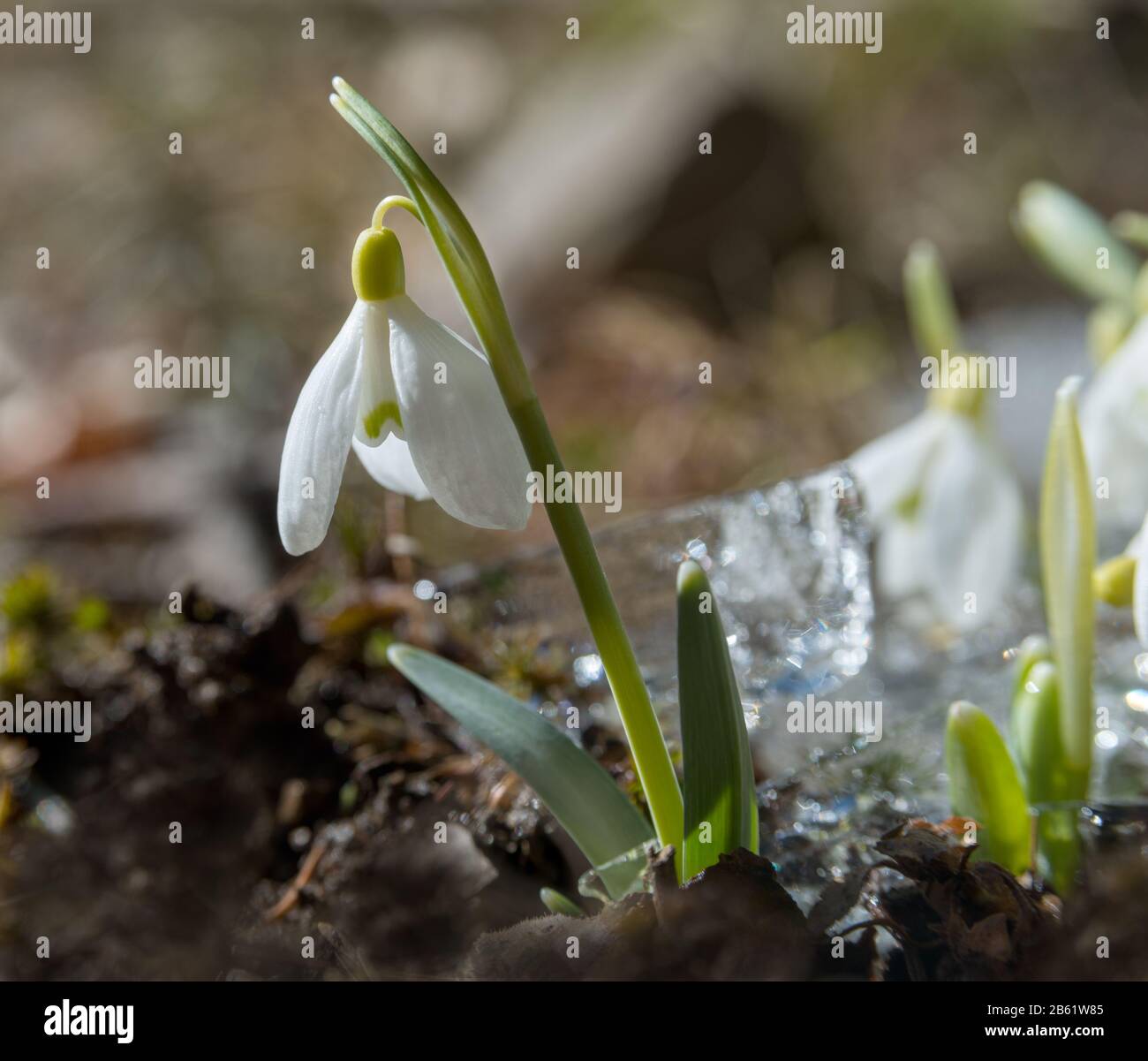 Snowdrop and ice against blur dark natural background Stock Photo - Alamy