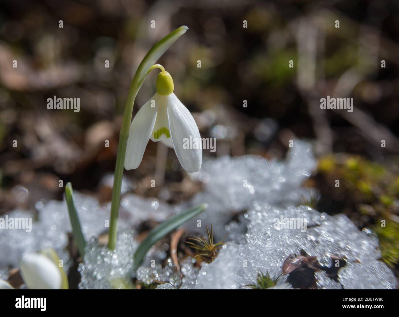 Snowdrops growing between ice remains Stock Photo - Alamy