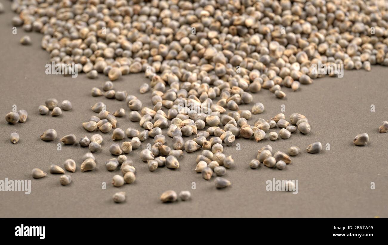 Various cereals, seeds, wheat, pearl millet and jowari on beautiful ...