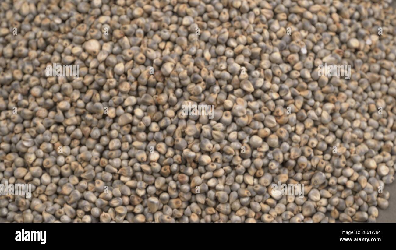 Various cereals, seeds, wheat, pearl millet and jowari on beautiful ...