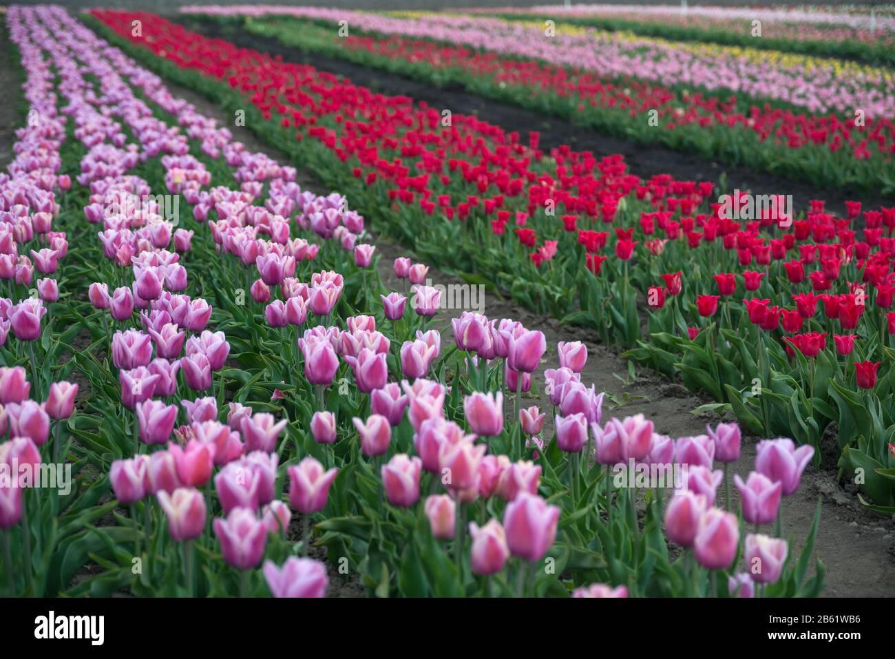 Pink, red and other tulip rows on field Stock Photo - Alamy