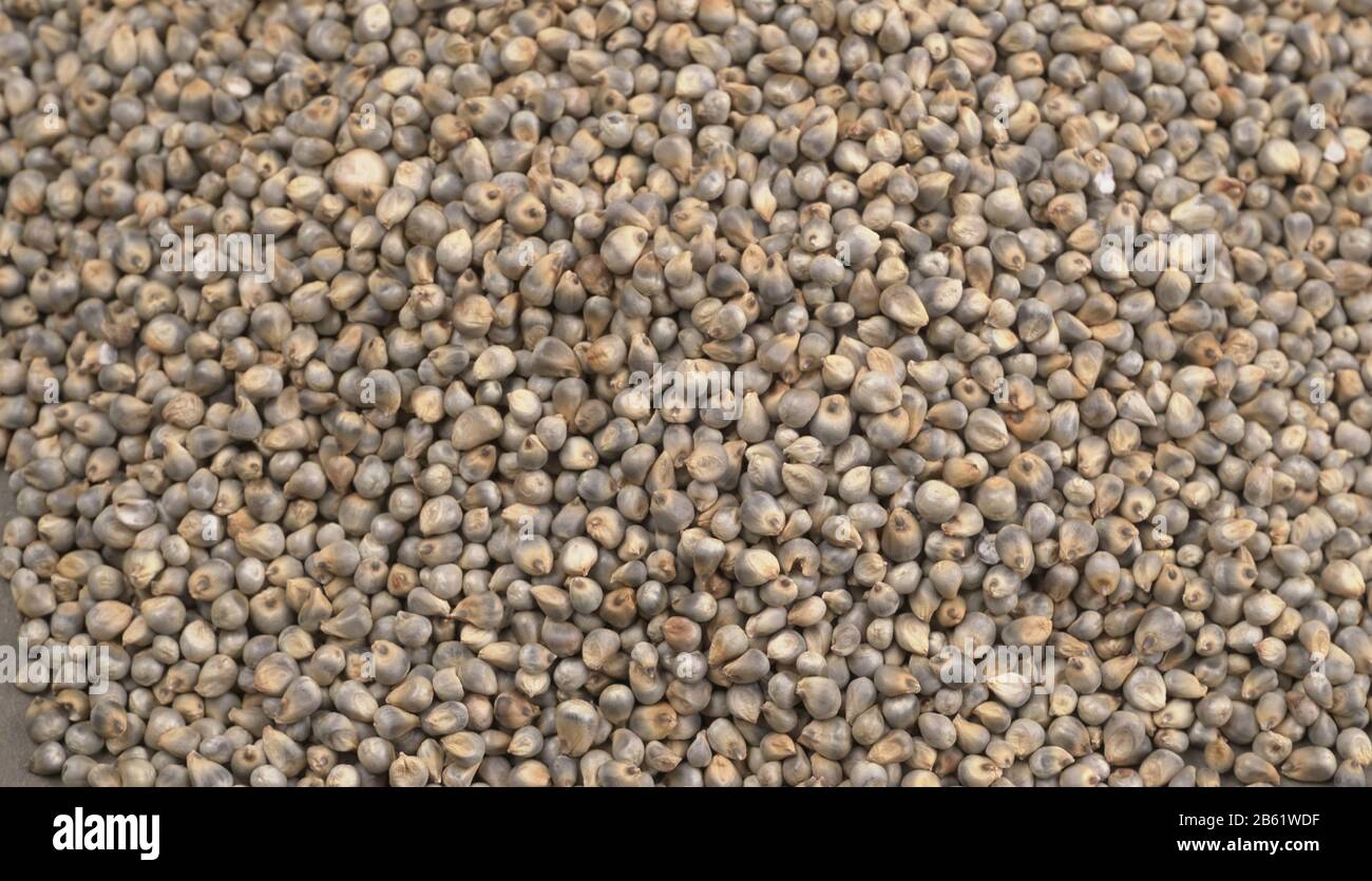 Various cereals, seeds, wheat, pearl millet and jowari on beautiful ...