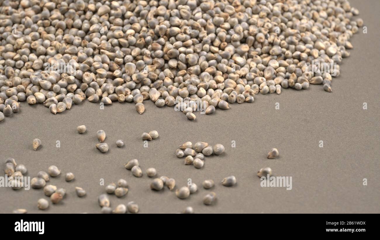 Various cereals, seeds, wheat, pearl millet and jowari on beautiful ...