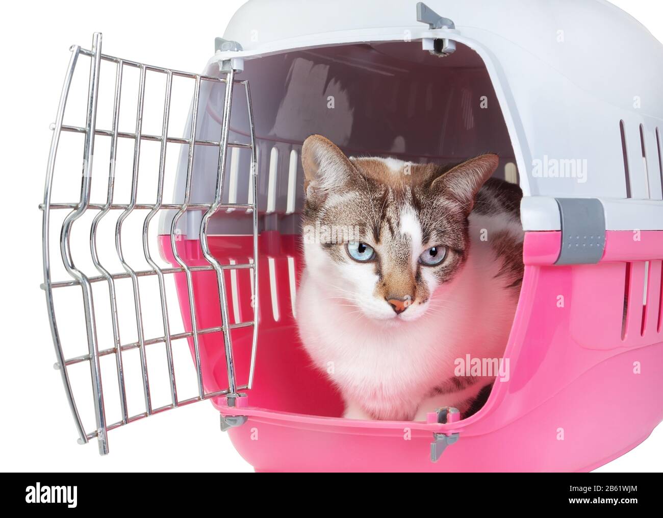 Cat prison cell hi-res stock photography and images - Alamy