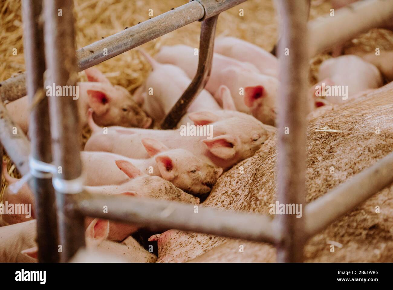 Young Piglets at Livestock Farm Stock Photo - Alamy