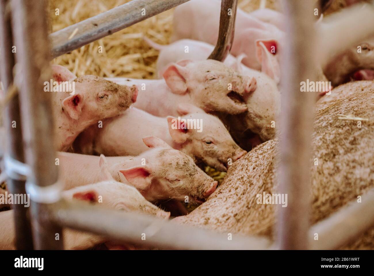 Young Piglets at Livestock Farm Stock Photo - Alamy