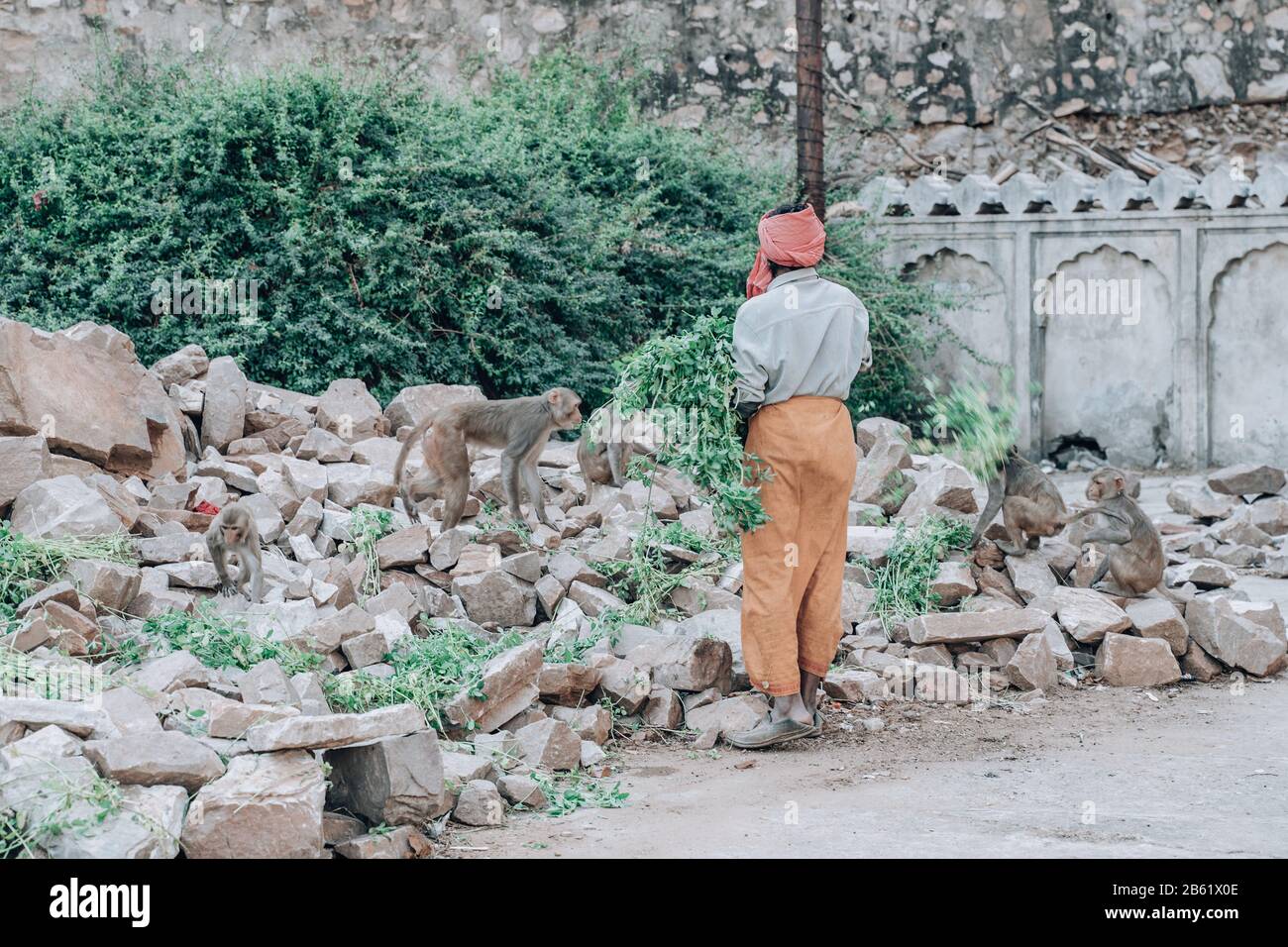 Jaipur, India - March 8, 2020: Man wearing turban feeds leaves to ...