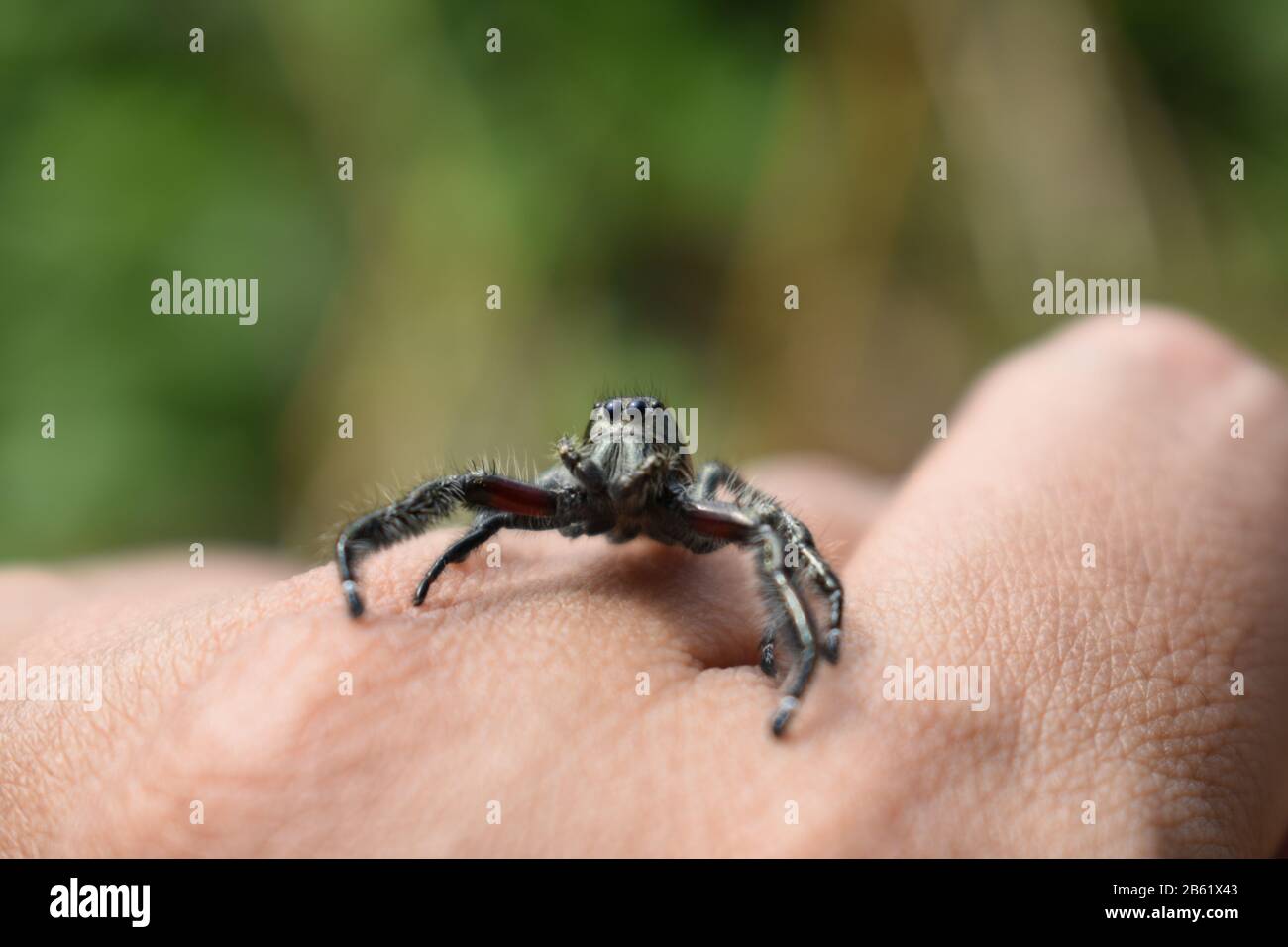 Hyllus High Resolution Stock Photography and Images - Alamy