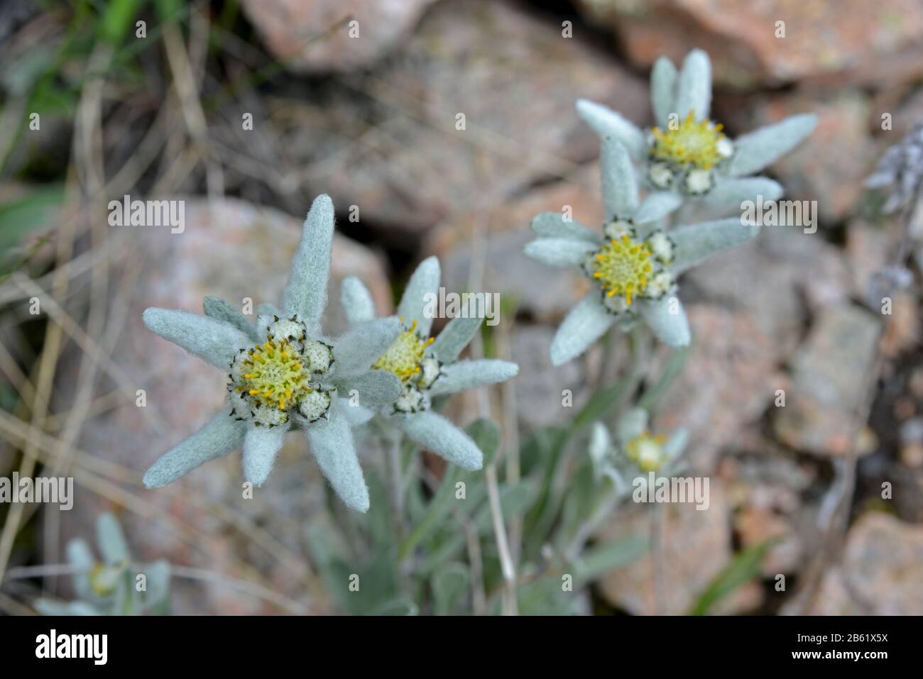 Famous Edelweiss flowers (Leontopodium alpinum) growing in mountains ...