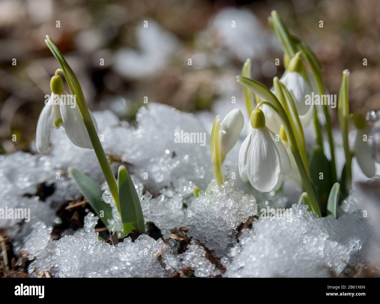 Snowdrops growing between ice particles. Close-up Stock Photo - Alamy