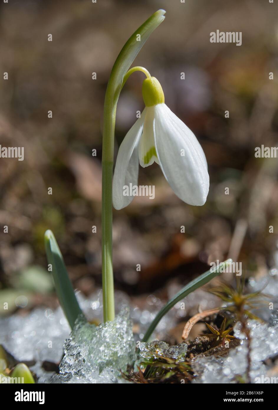 Snowdrop growing between ice particles. Close-up Stock Photo - Alamy