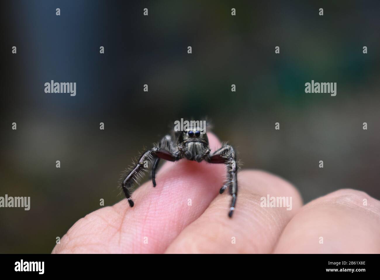 Hyllus High Resolution Stock Photography and Images - Alamy