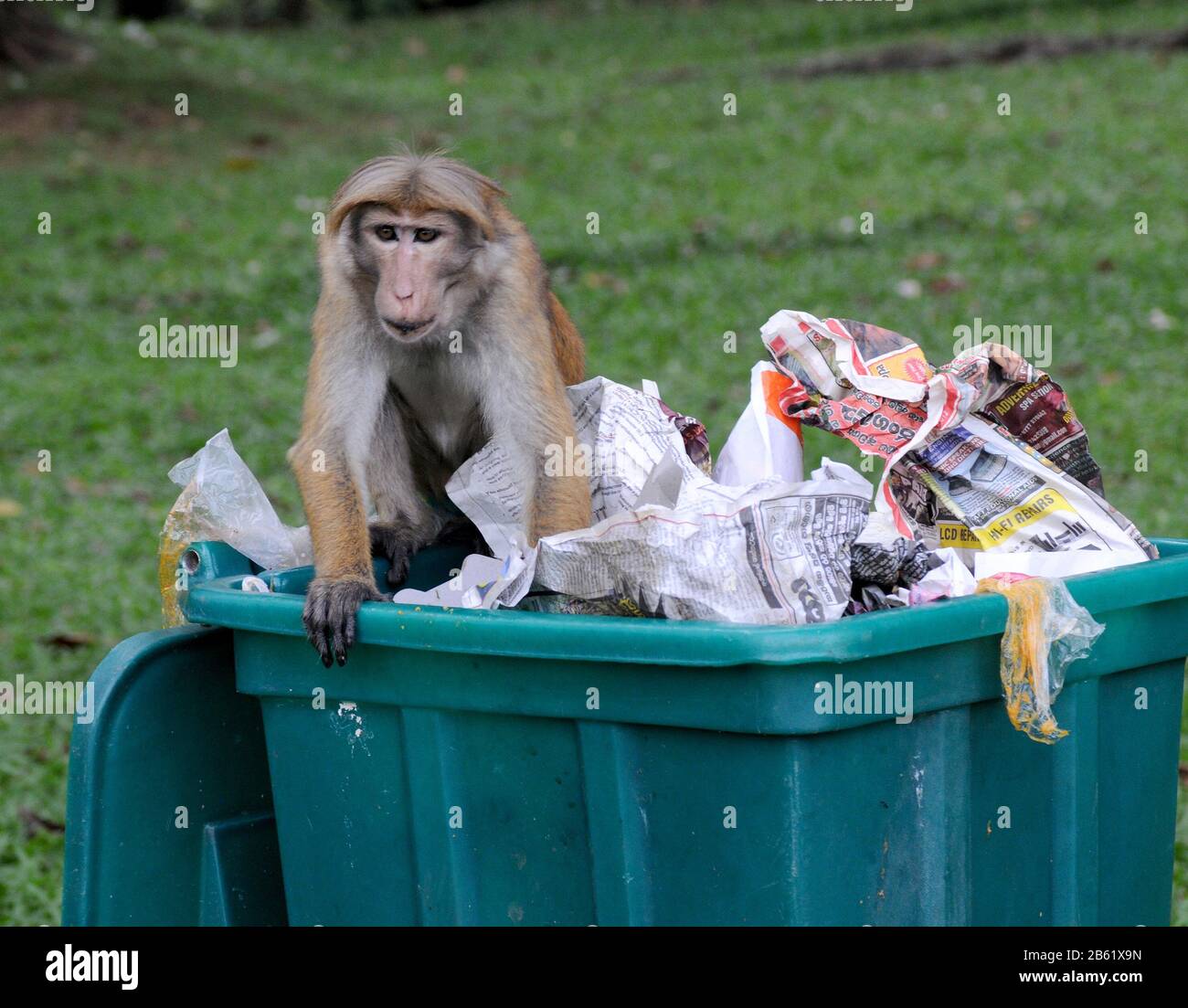 Monkey scavenges in full dumpster. Environmental problem of animals ...