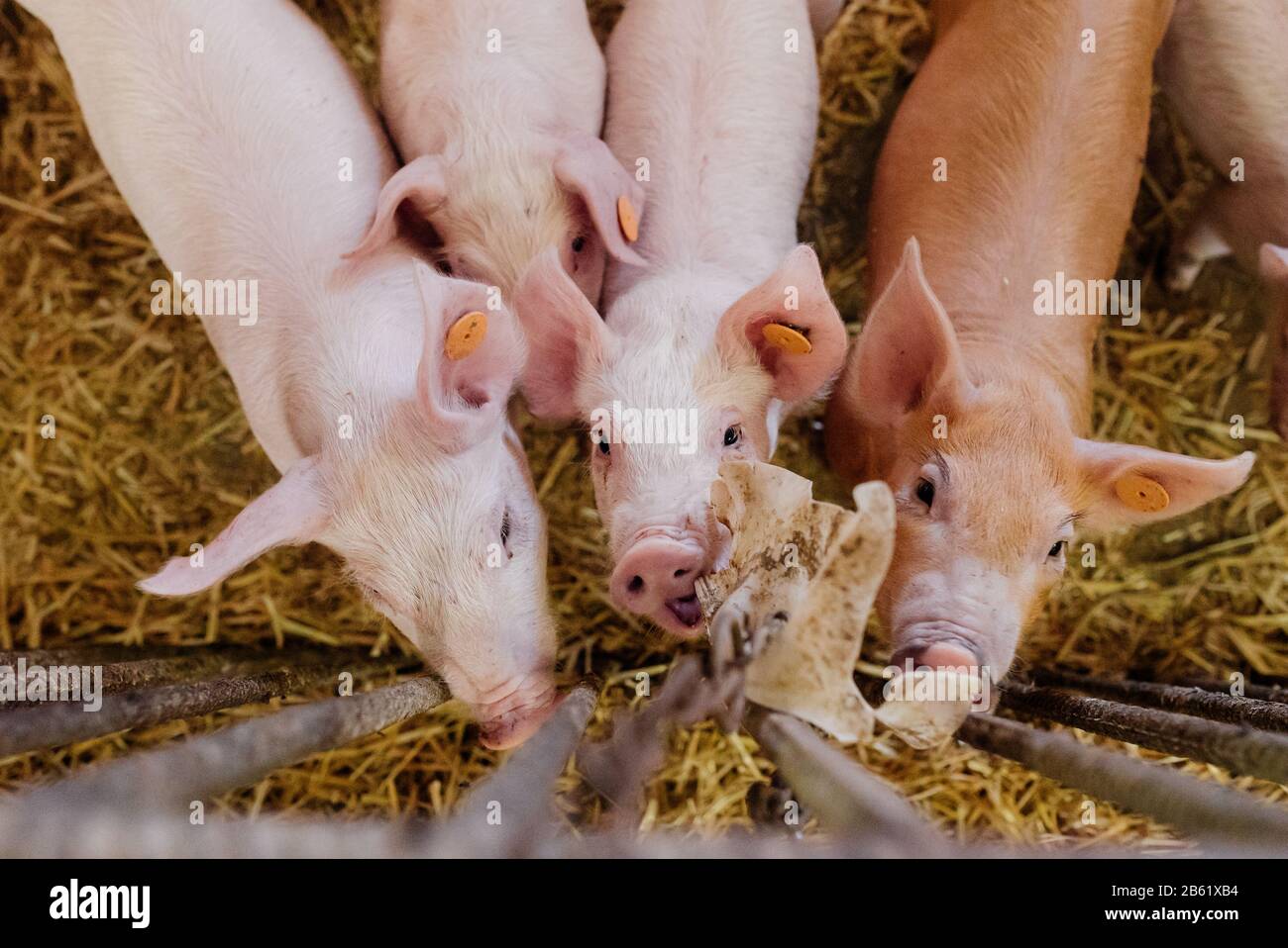 Young Piglets at Livestock Farm Stock Photo - Alamy