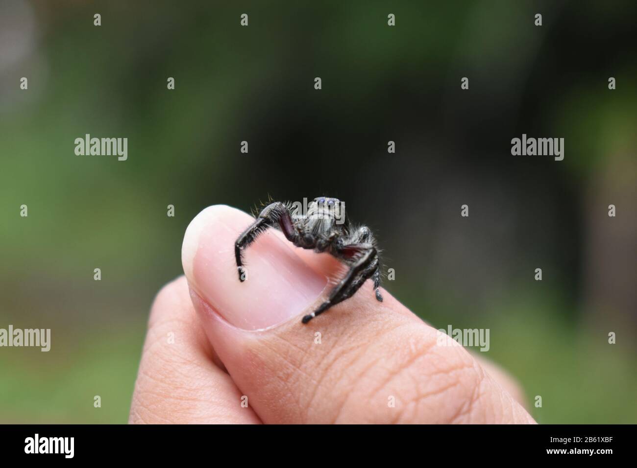 Hyllus High Resolution Stock Photography and Images - Alamy