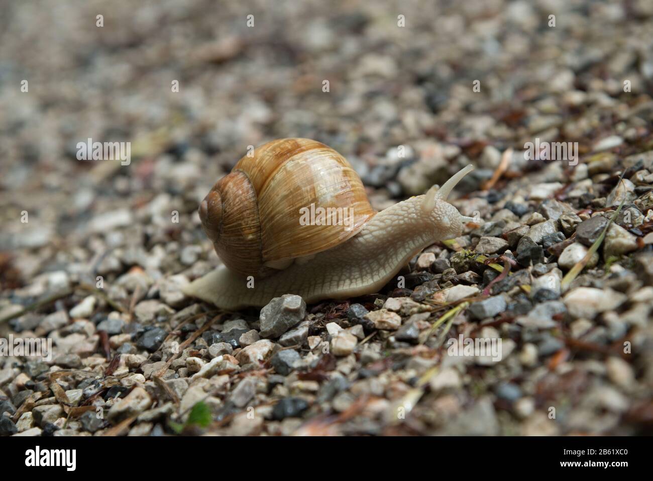 Moving grapevine snail. Animal on stone ground (soil Stock Photo - Alamy