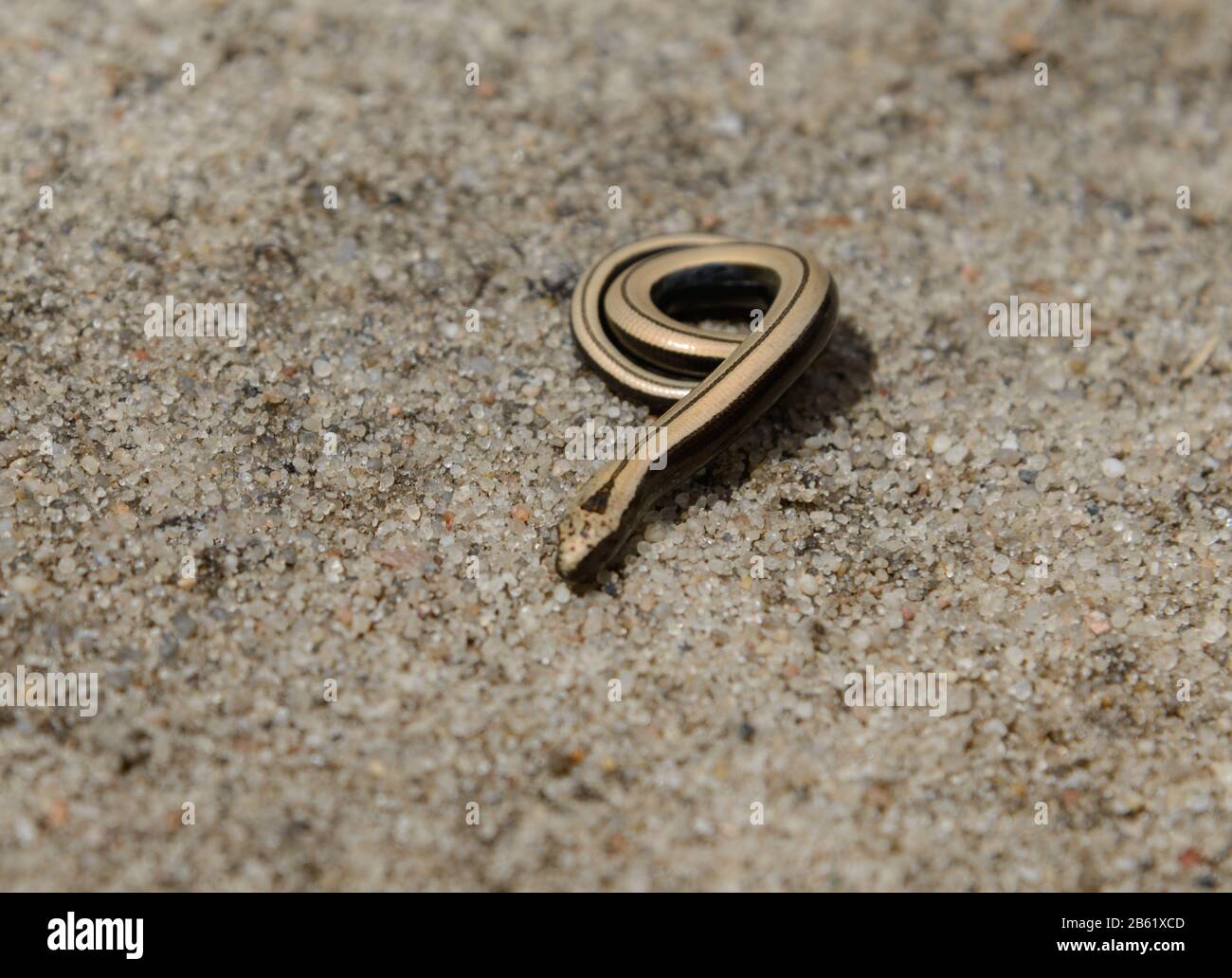 Little gold slow worm on the sand background. Snake is like to jewelry ...