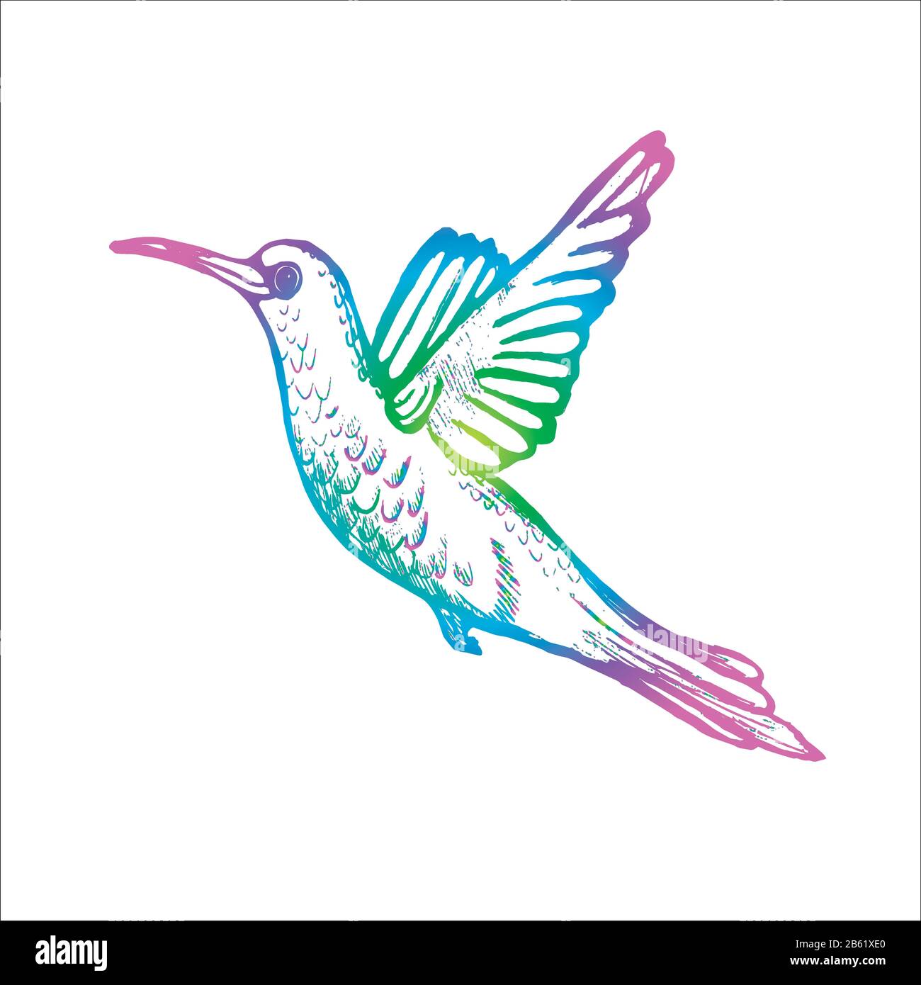 Hummingbirds Drawings In Color