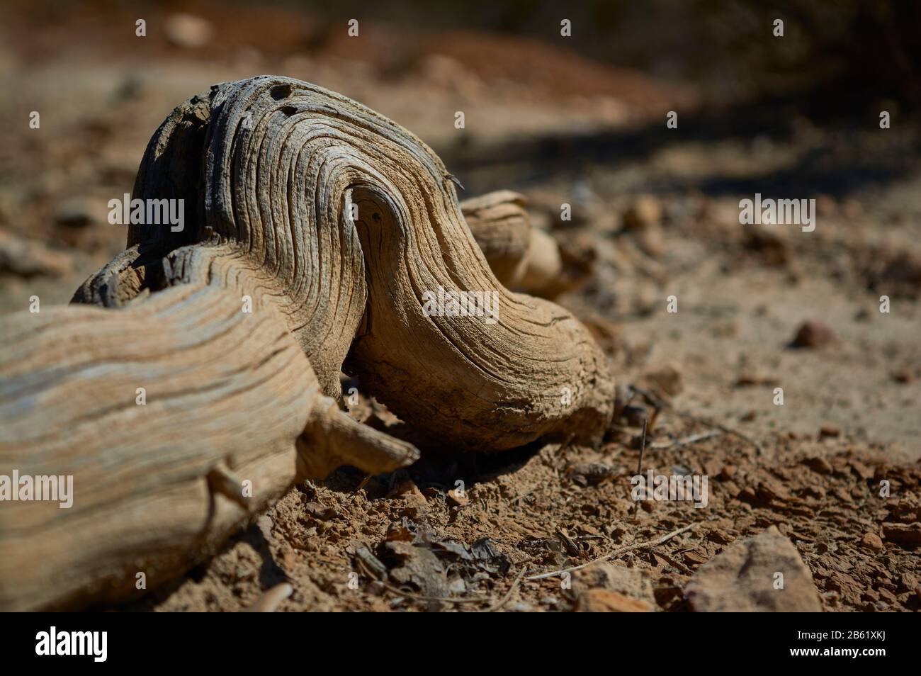 Shallow root tree hi-res stock photography and images - Alamy