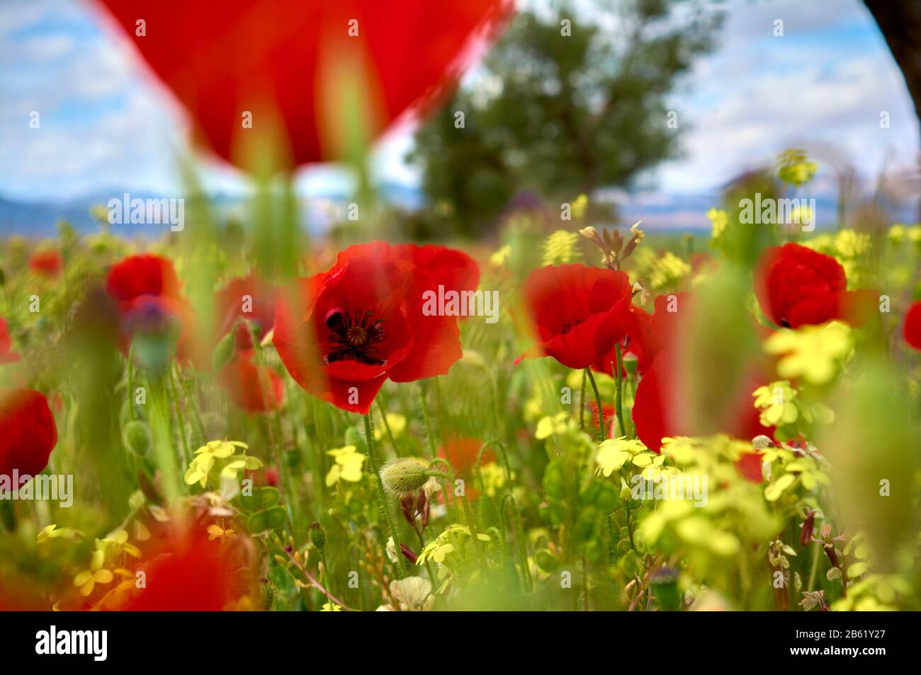 closed plane of some poppies agitated by the wind with an unfocused ...