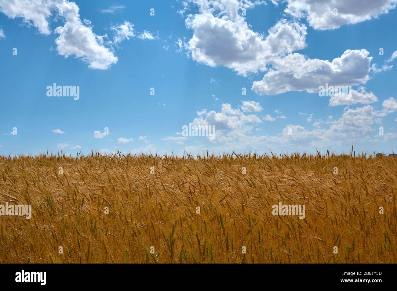 Undia hi-res stock photography and images - Alamy