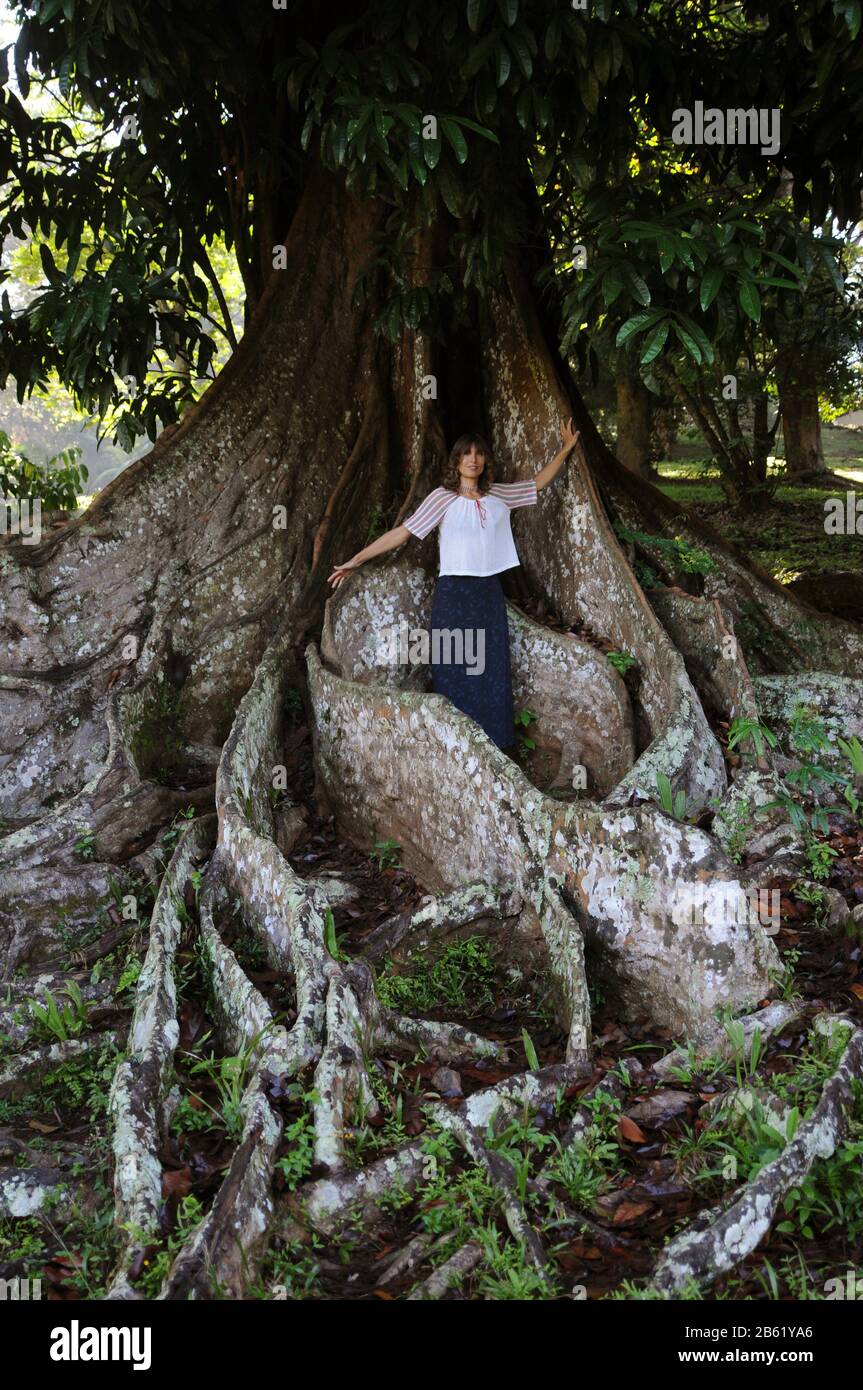 Jungle tree trunk buttress roots hi-res stock photography and images ...