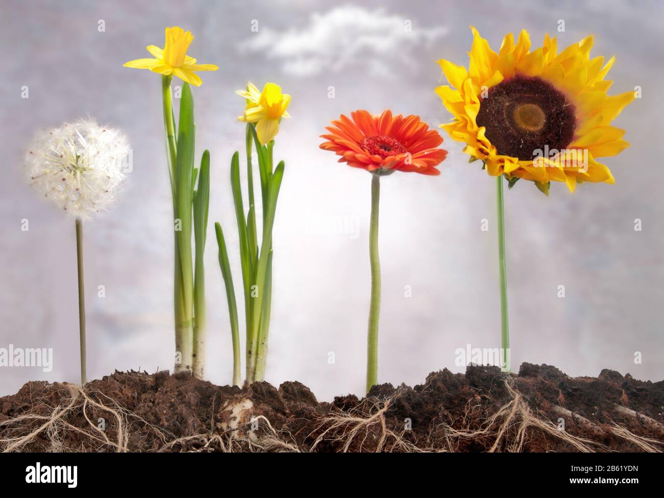 Spring flowers growing in earth with roots showing Stock Photo - Alamy