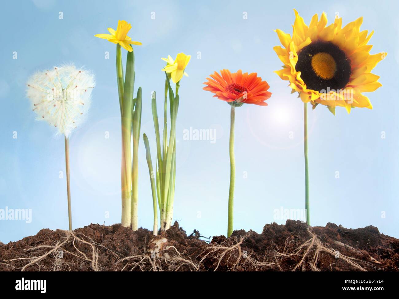 Spring and summer flowers growing in earth with roots exposed Stock ...