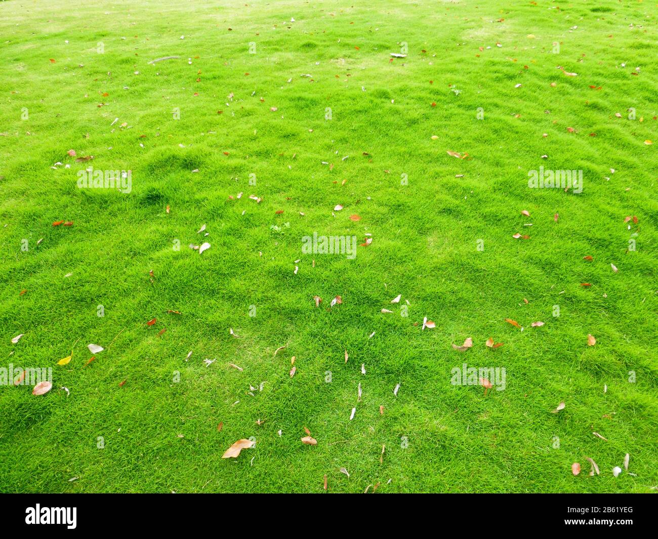 Spring lawn landscape Stock Photo - Alamy