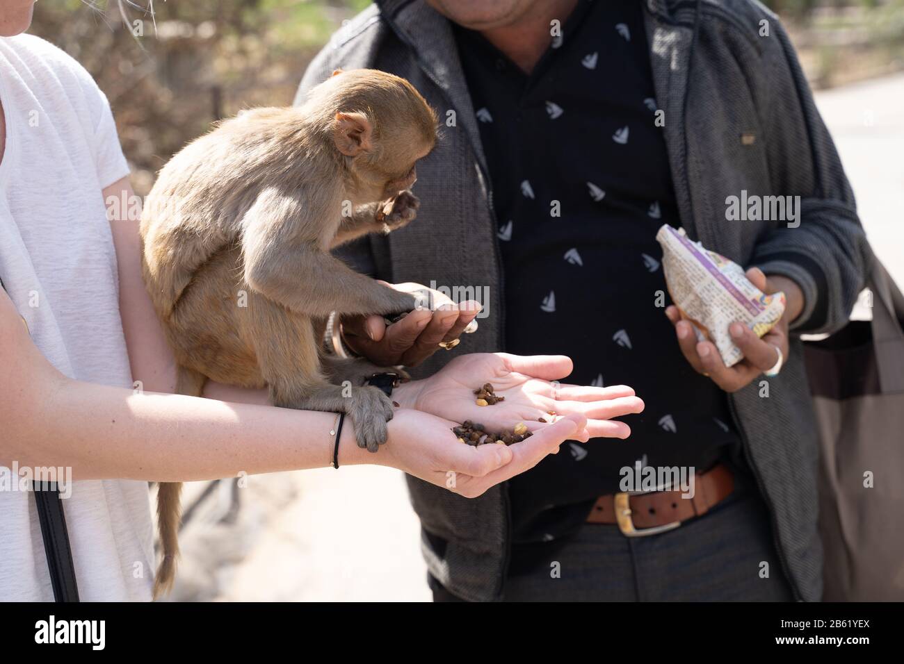 Monkeys eating out of a woman's hand at Monkey Temple or Hanuman Ji ...