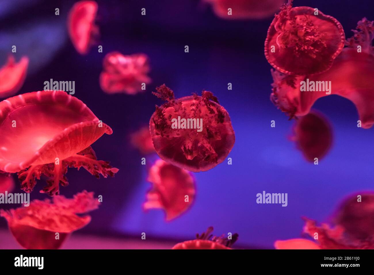 Upside down jellyfish in the water. Cassiopea andromeda Stock Photo - Alamy