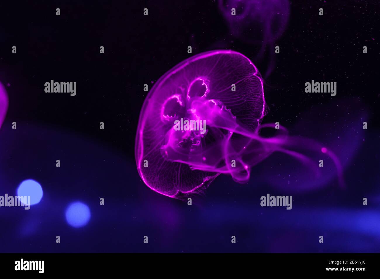 Pink jellyfish hi-res stock photography and images - Alamy