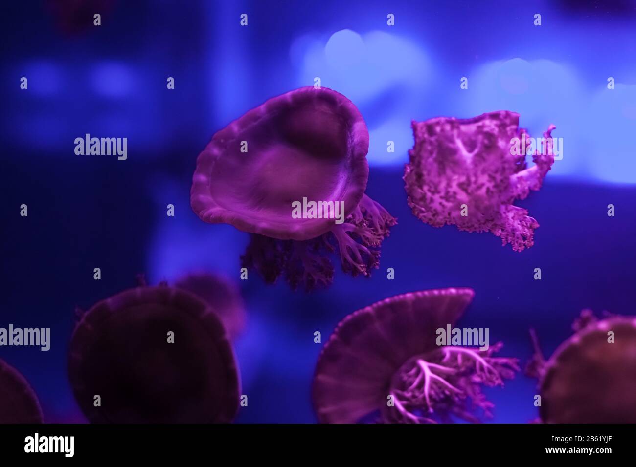 Upside down jellyfish in the water. Cassiopea andromeda Stock Photo - Alamy
