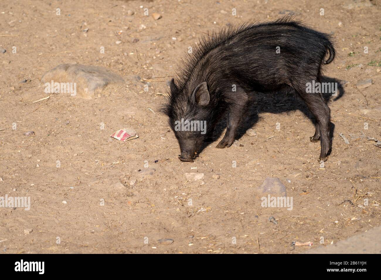 Indian wild boar young hi-res stock photography and images - Alamy