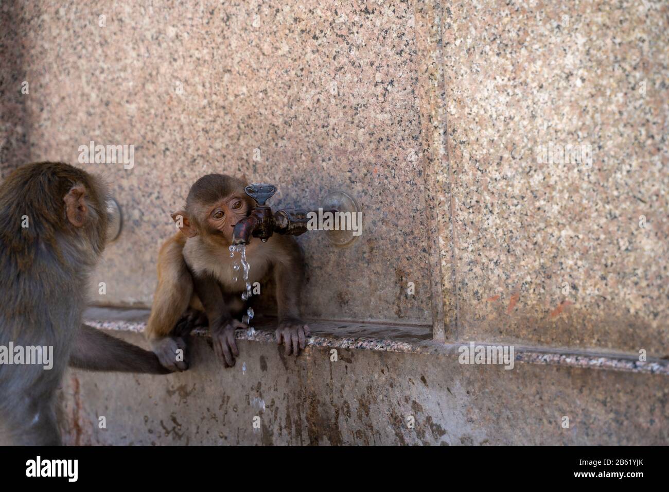 Monkeys drinking out of a water fountain at Monkey Temple or Hanuman Ji ...