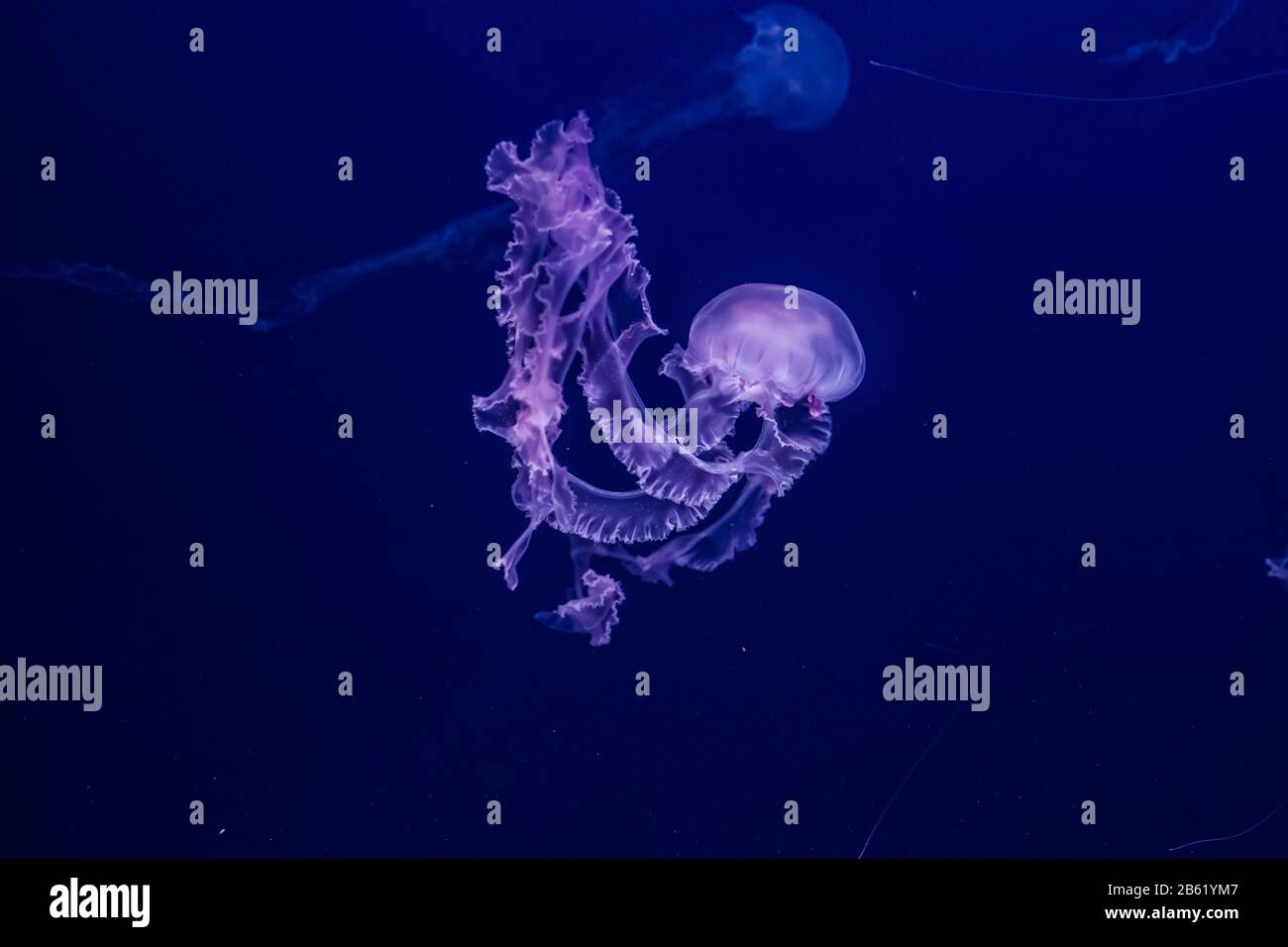 Purple striped jellyfish in the water. Chrysaora colorata Stock Photo ...