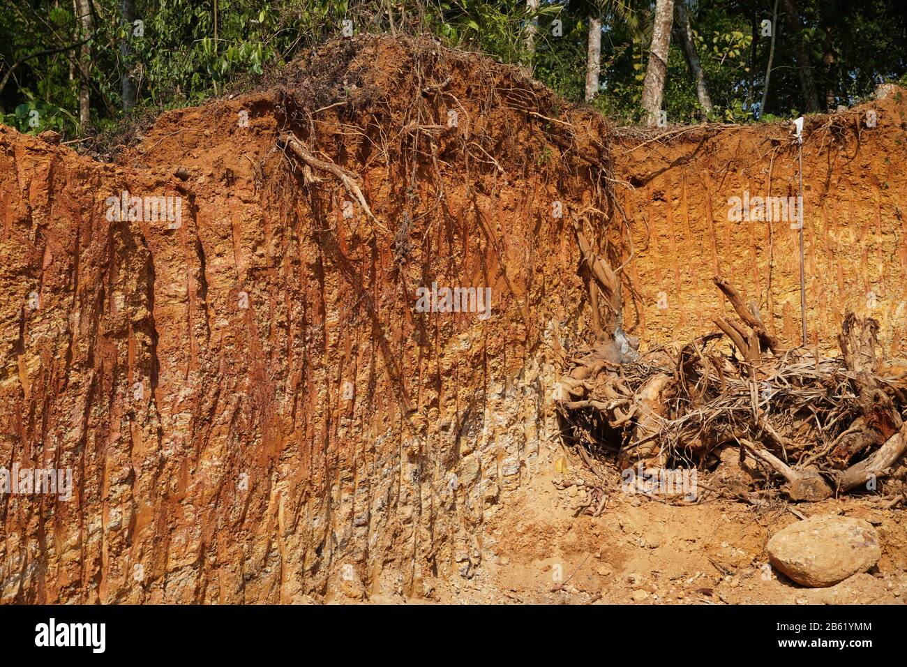 Deforestation close up with roots, rocks showing in sunlight. Red and ...