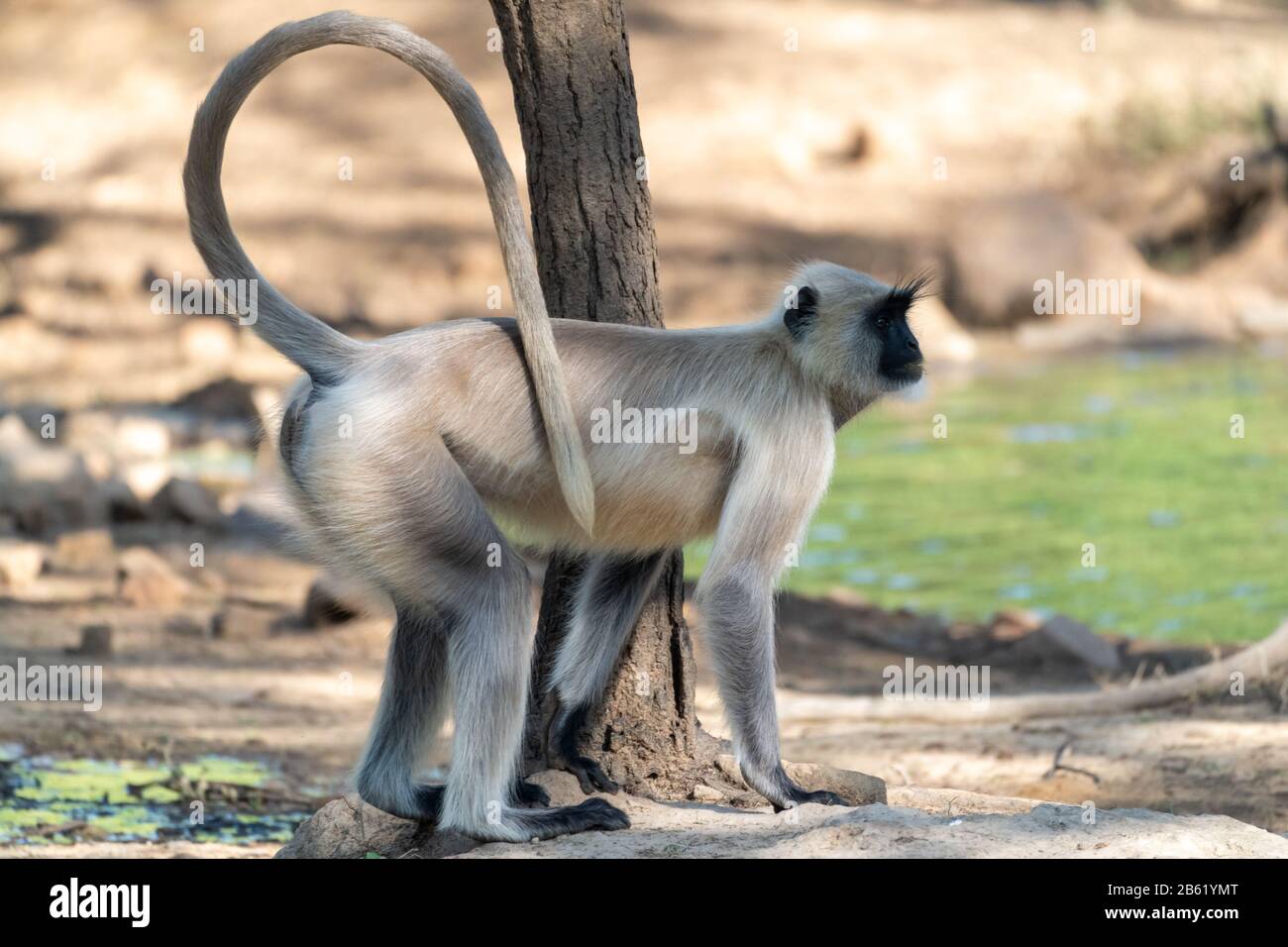 Gray Langurs (also known as Hanuman langur) monkey ready for action on a morning safari at ...