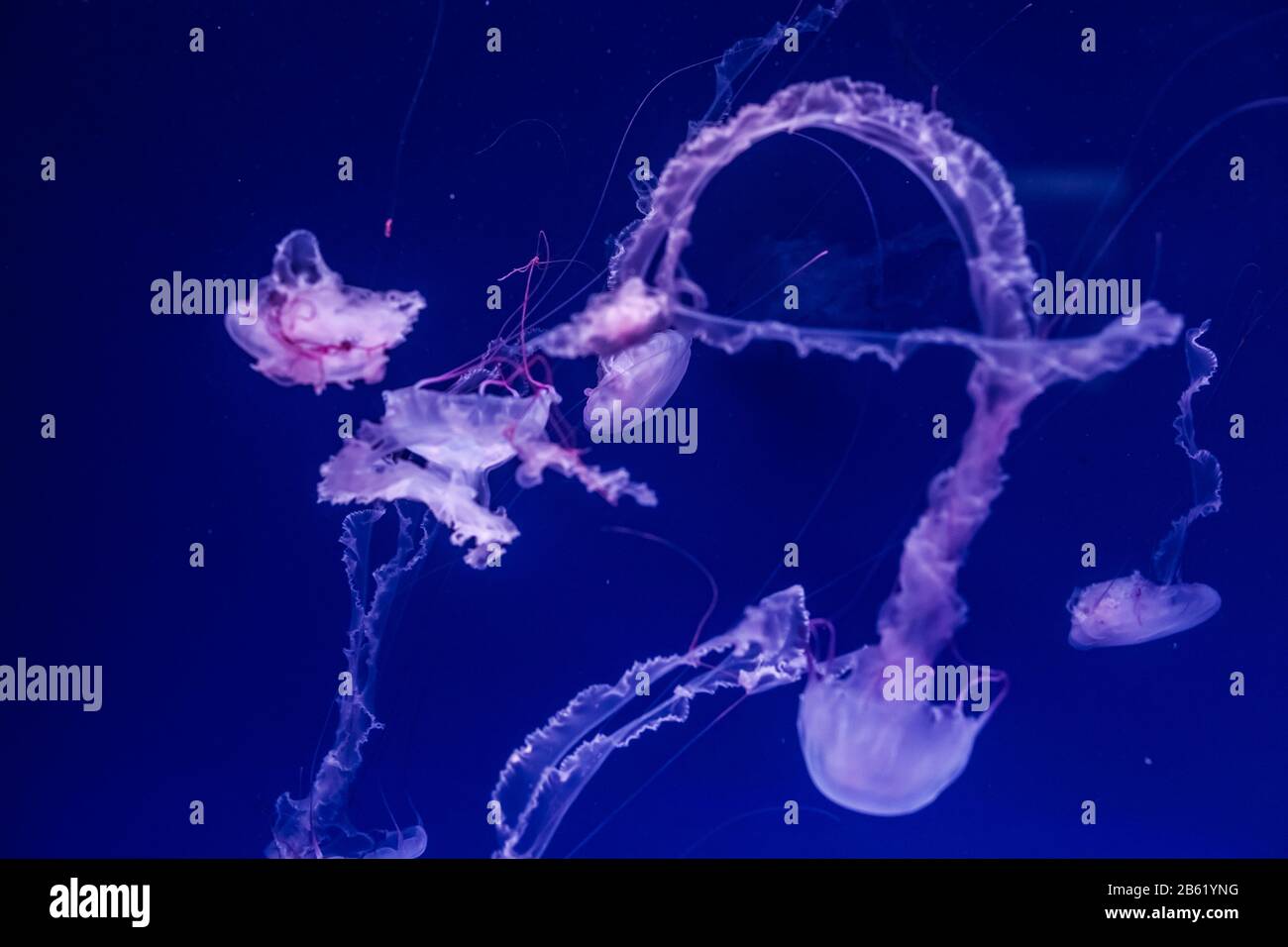 Purple striped jellyfish in the water. Chrysaora colorata Stock Photo ...