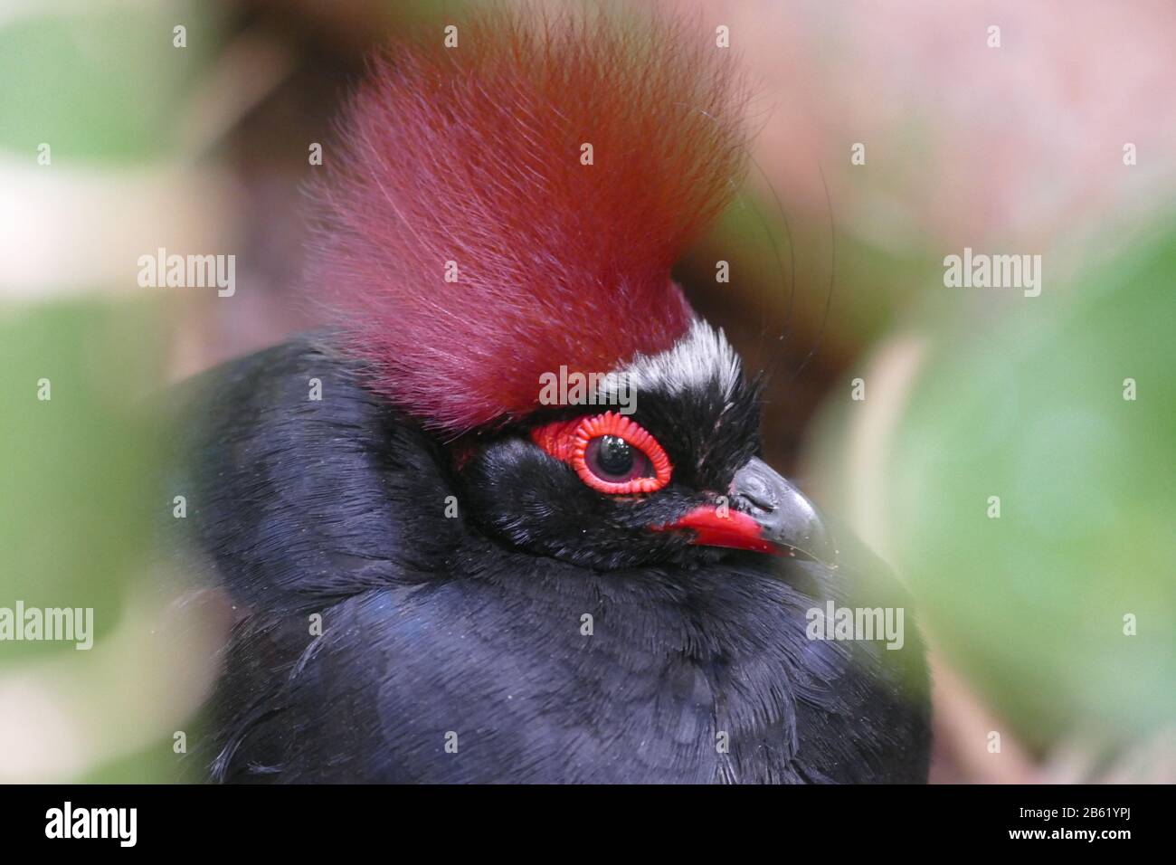Young partridge hi-res stock photography and images - Alamy
