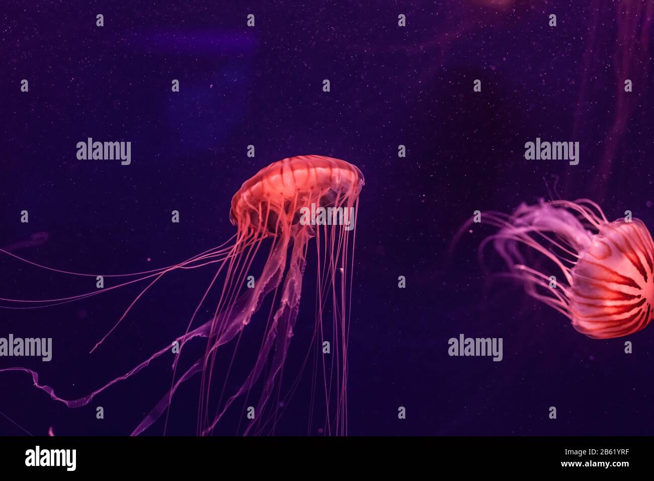 Atlantic Sea Nettle