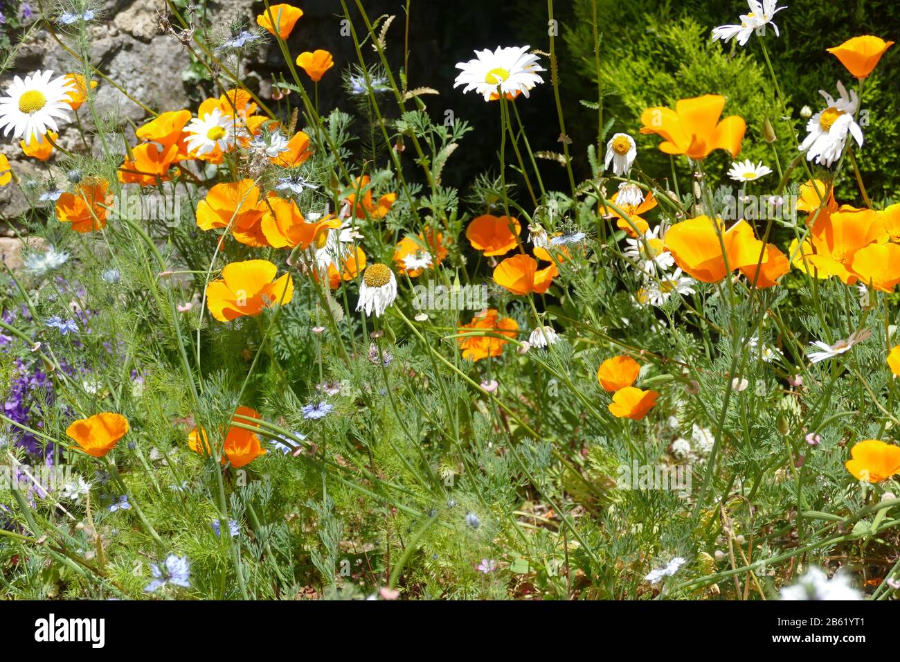 Mixed flowers mixture plants hi-res stock photography and images - Alamy