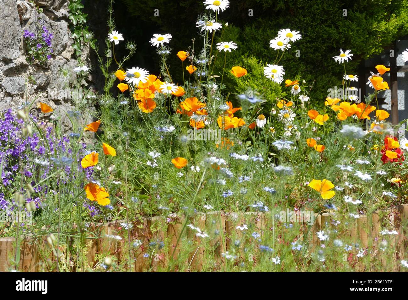 Mixture of wild plants hi-res stock photography and images - Alamy