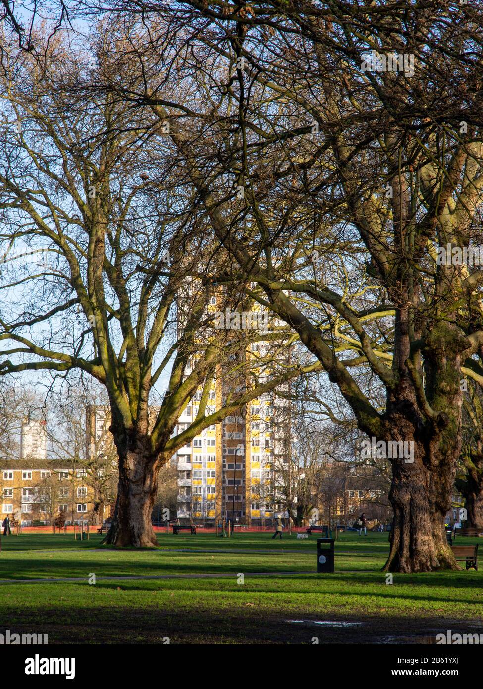 London, England, UK - January 17, 2020: Sun shines on bare winter trees ...