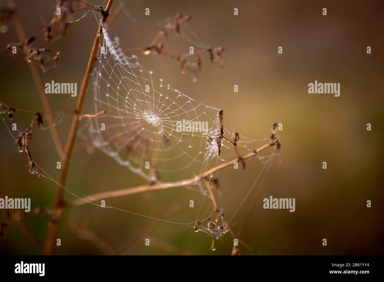 Black white and red spiders hi-res stock photography and images - Alamy