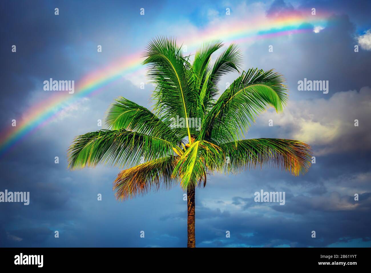 Palm tree rainbow beach hi-res stock photography and images - Alamy
