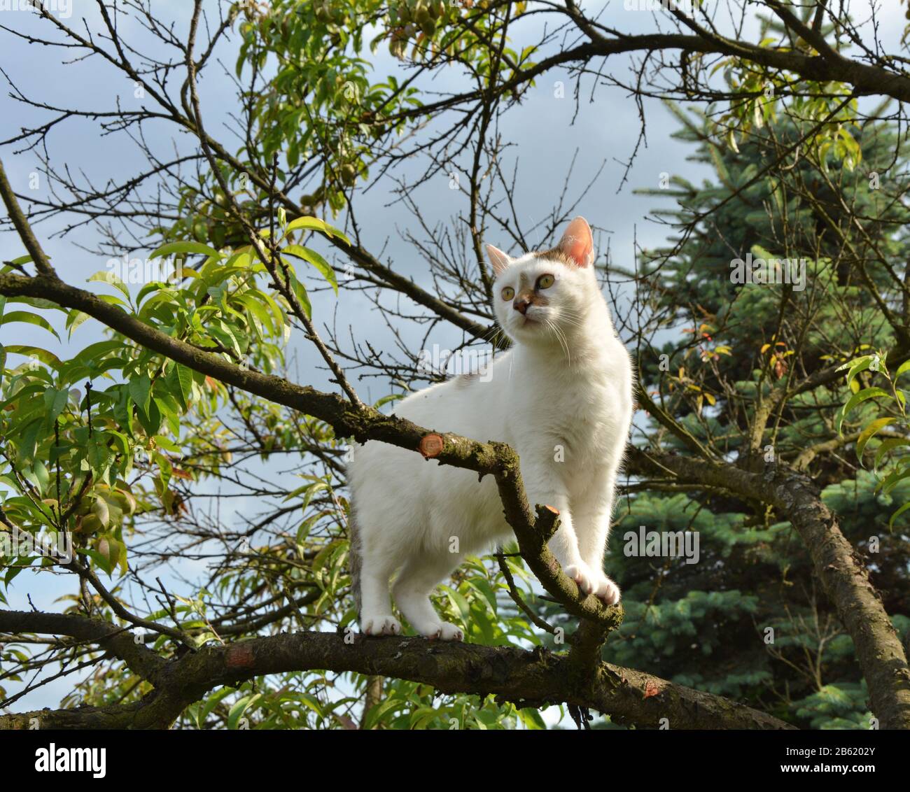 White cat climbing the tree in garden Stock Photo - Alamy