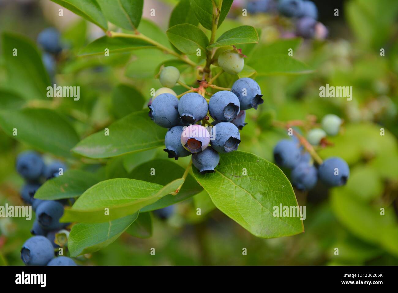 Highbush blueberry plant with fruits Stock Photo - Alamy